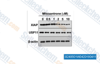 Mitoxantrone 2HCl | Topoisomerase 抑制剂 | 现货供应 | 美国品牌 | 免费采购电话400-668-6834