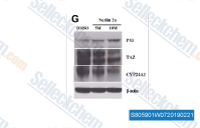 Nutlin-3a | 购买Mdm2 抑制剂 - Selleck