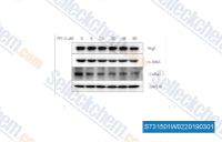 PFI-3 | Epigenetic Reader Domain 抑制剂 | 现货供应 | 美国品牌 | 免费采购电话400-668-6834