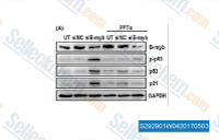 AhR Inhibitor | Aryl Hydrocarbon Receptor Antagonist Review