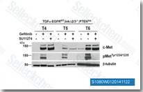 c-Met抑制剂 | c-Met Inhibitor