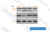 Salubrinal | PERK 抑制剂 | 现货供应 | 美国品牌 | 免费采购电话400-668-6834