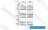 Stattic | 购买STAT 抑制剂 - Selleck