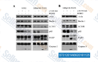 Z-DEVD-FMK | Caspase 抑制剂&激活剂 | 现货供应 | 美国品牌 | 免费采购电话400-668-6834