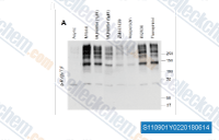 CDK抑制剂 | CDK Inhibitor