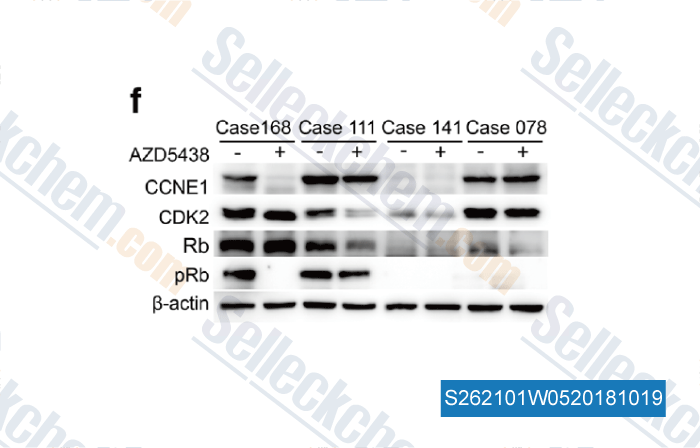 AZD5438 | 购买CDK 抑制剂 - Selleck