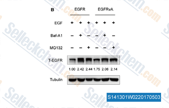 Bafilomycin A1(Baf-A1) | Proton Pump 抑制剂 | 现货供应 | 美国品牌 | 免费采购电话400-668-6834
