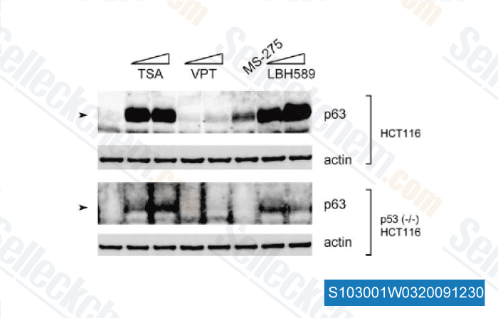 Panobinostat (LBH589) | HDAC 抑制剂 | 现货供应 | 美国品牌 | 免费采购电话400-668-6834