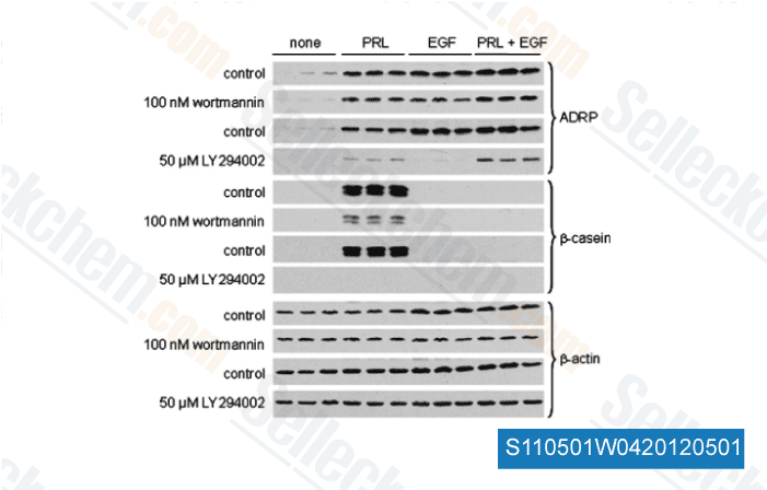 LY294002 | PI3K 抑制剂 | 现货供应 | 美国品牌 | 免费采购电话400-668-6834
