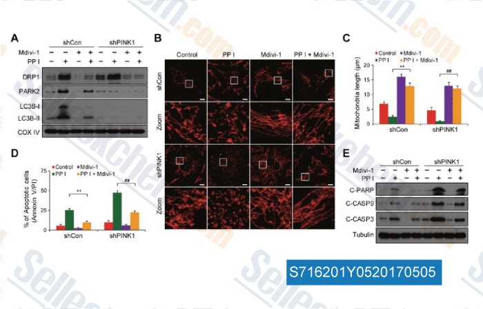 发动蛋白 | Dynamin