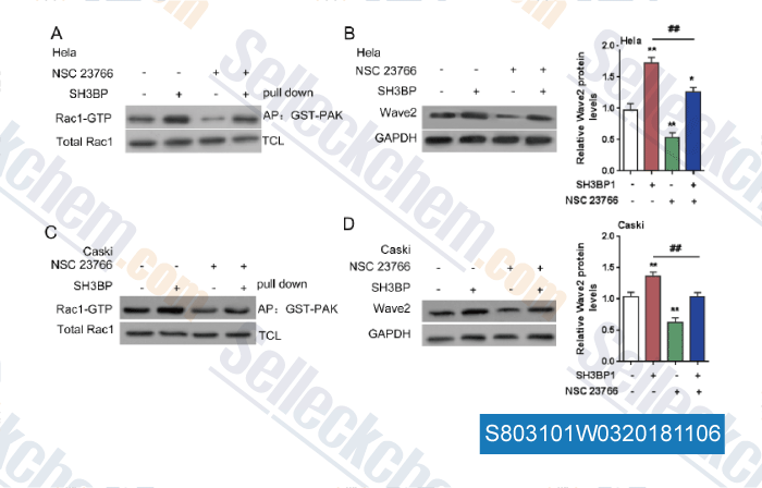 NSC 23766 | 购买Rho 抑制剂 - Selleck