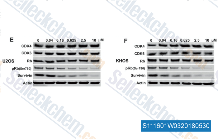 Palbociclib (PD-0332991) HCl | 辉瑞公司授权 | CDK inhibitor