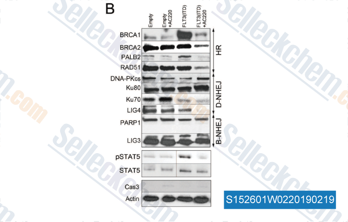 FLT3抑制剂 | FLT3 Inhibitor